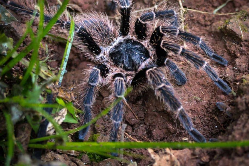 Mygale de Provence : Tout savoir sur cette araignée rare et son rôle ...